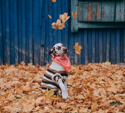 Top 5 Exciting Fall Dog Activities That Reinforce Obedience | Off Leash ...